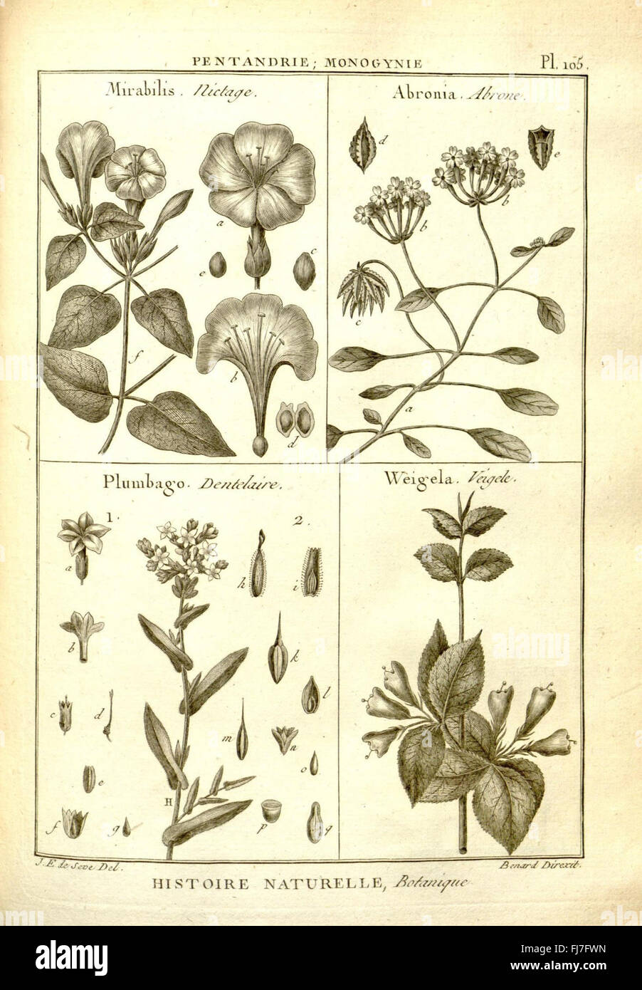 A collection of botanical illustrations from the French encyclopedia ...