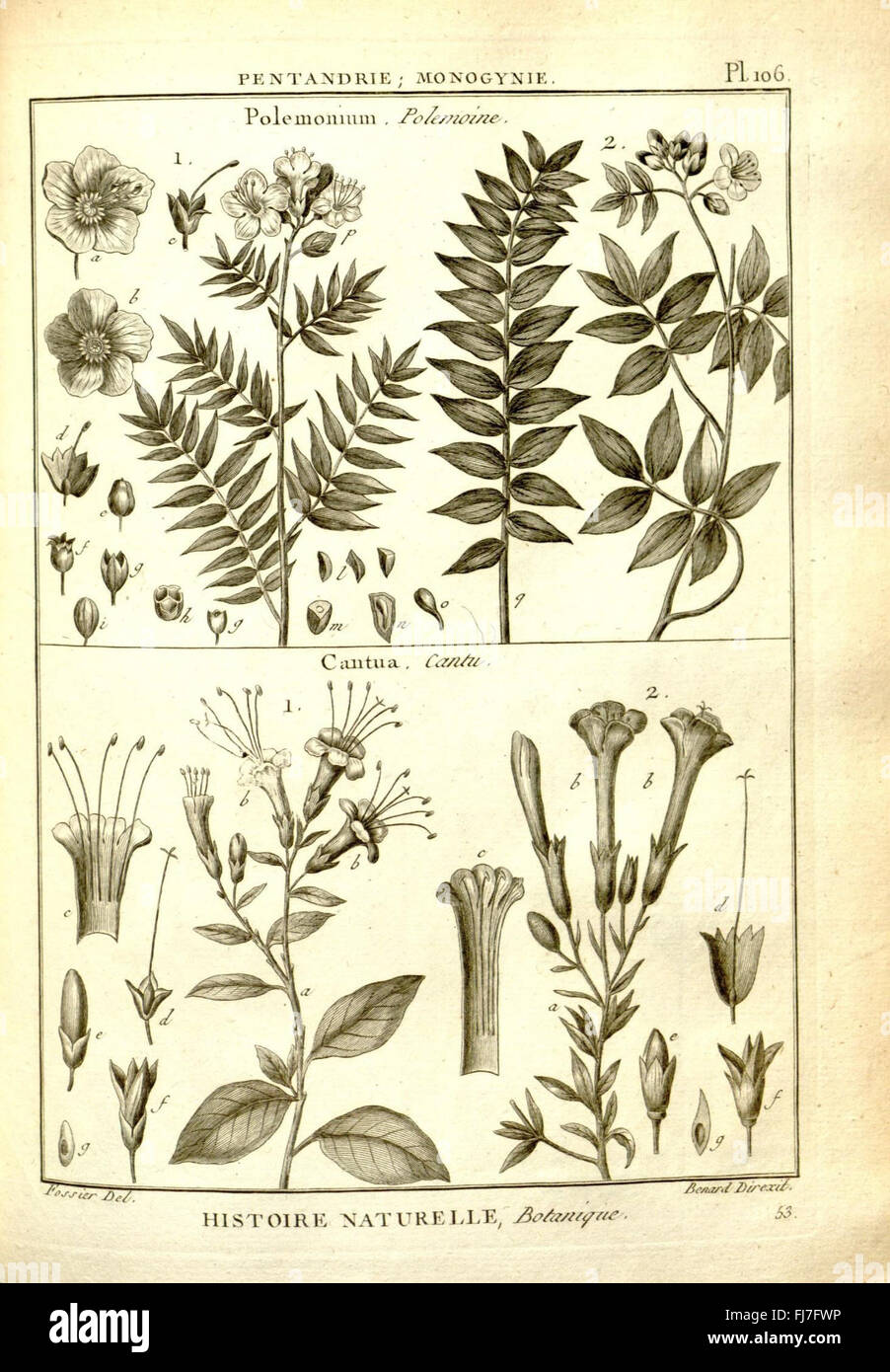 An illustrated botanical catalog from the Encyclopédie, showcasing plant species and their ...