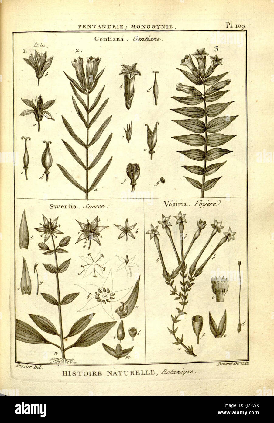 An illustrated botanical collection from the *Encyclopédie*, featuring ...