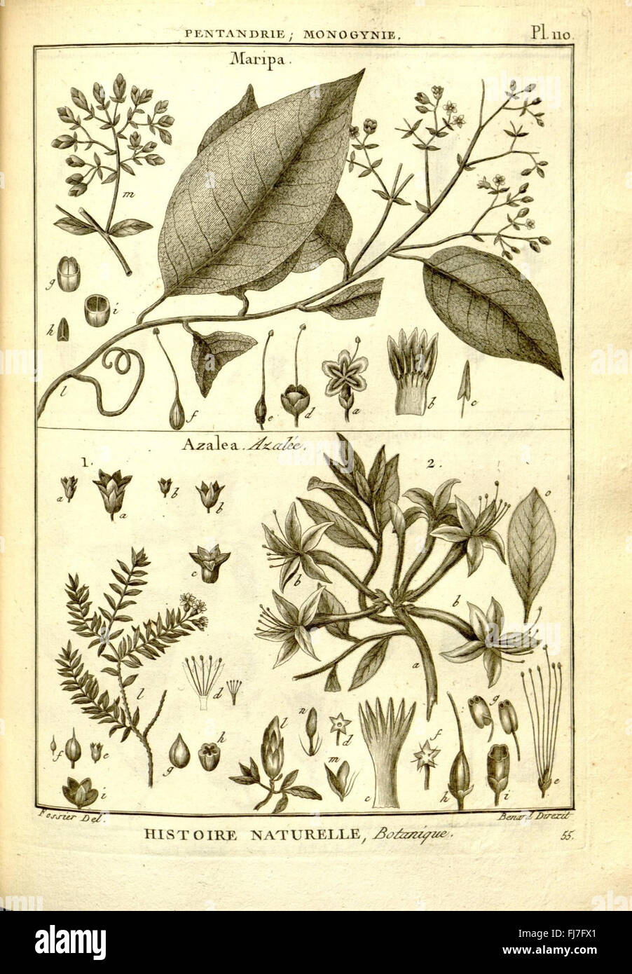 Recueil de planches de botanique de l'encyclopédie (Pl. 110) - A ...