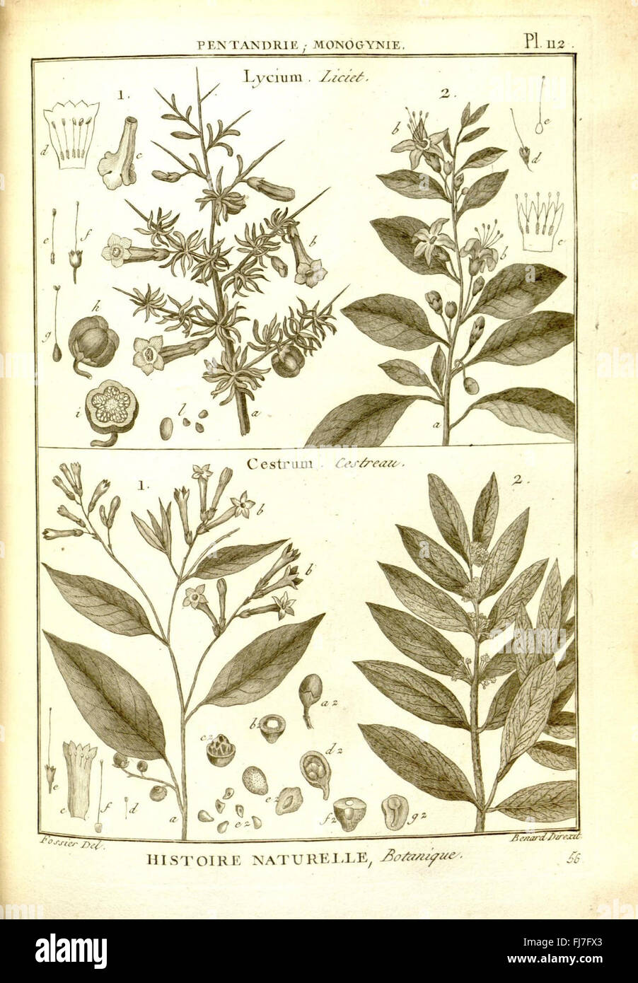 A botanical compilation offering detailed illustrations and ...