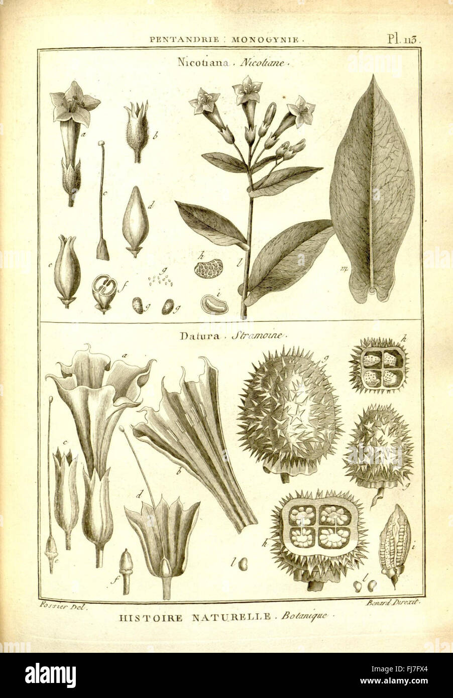 A botanical collection from the Encyclopédie, illustrating various ...
