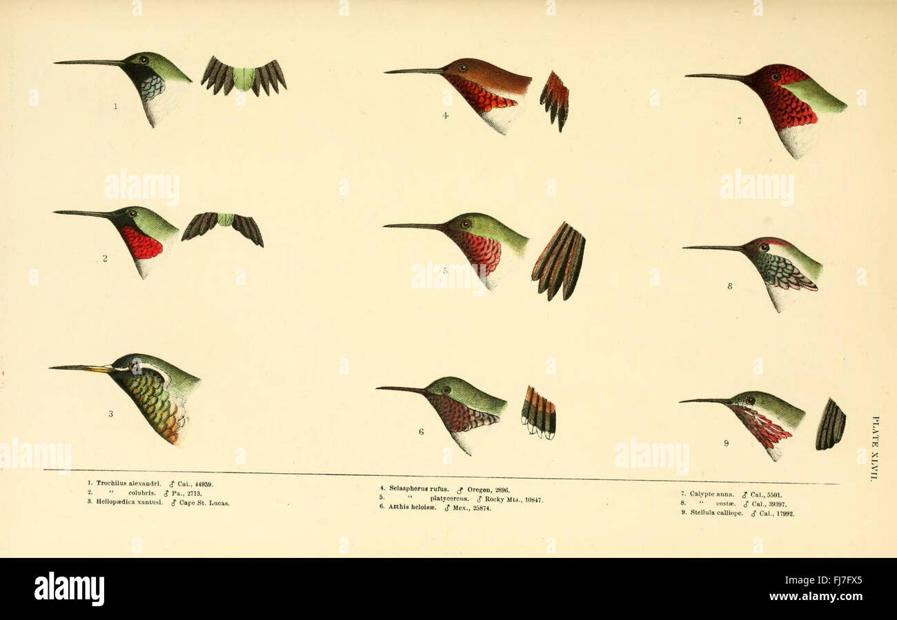 A historical account of North American bird species, featuring detailed ...