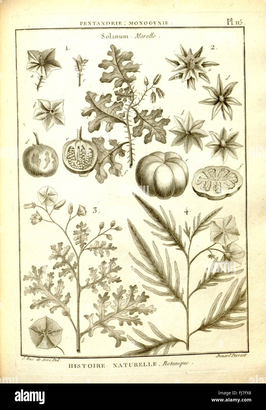 Botanical illustrations from the encyclopedia hi-res stock photography ...