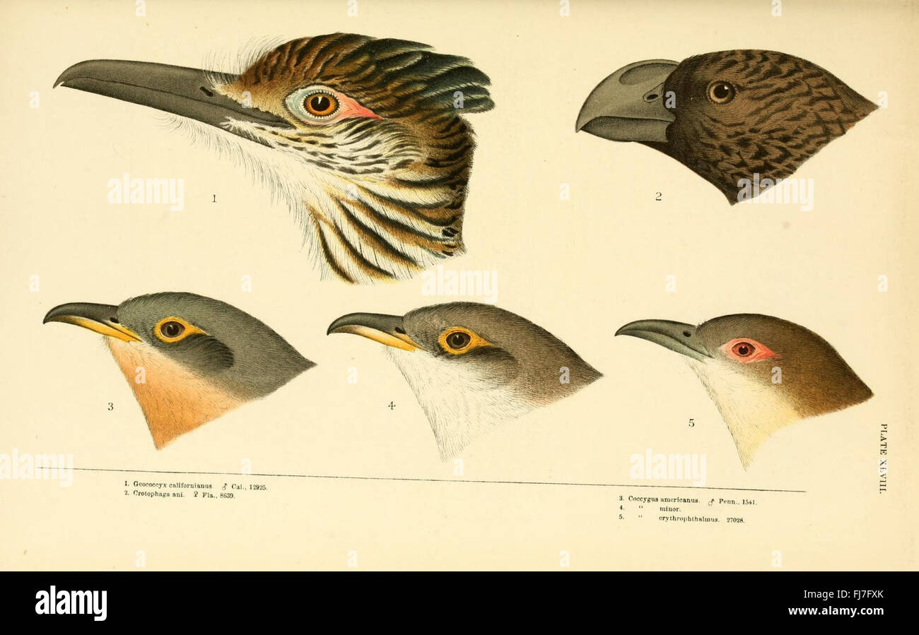 An illustrated history of the bird species found across North America ...