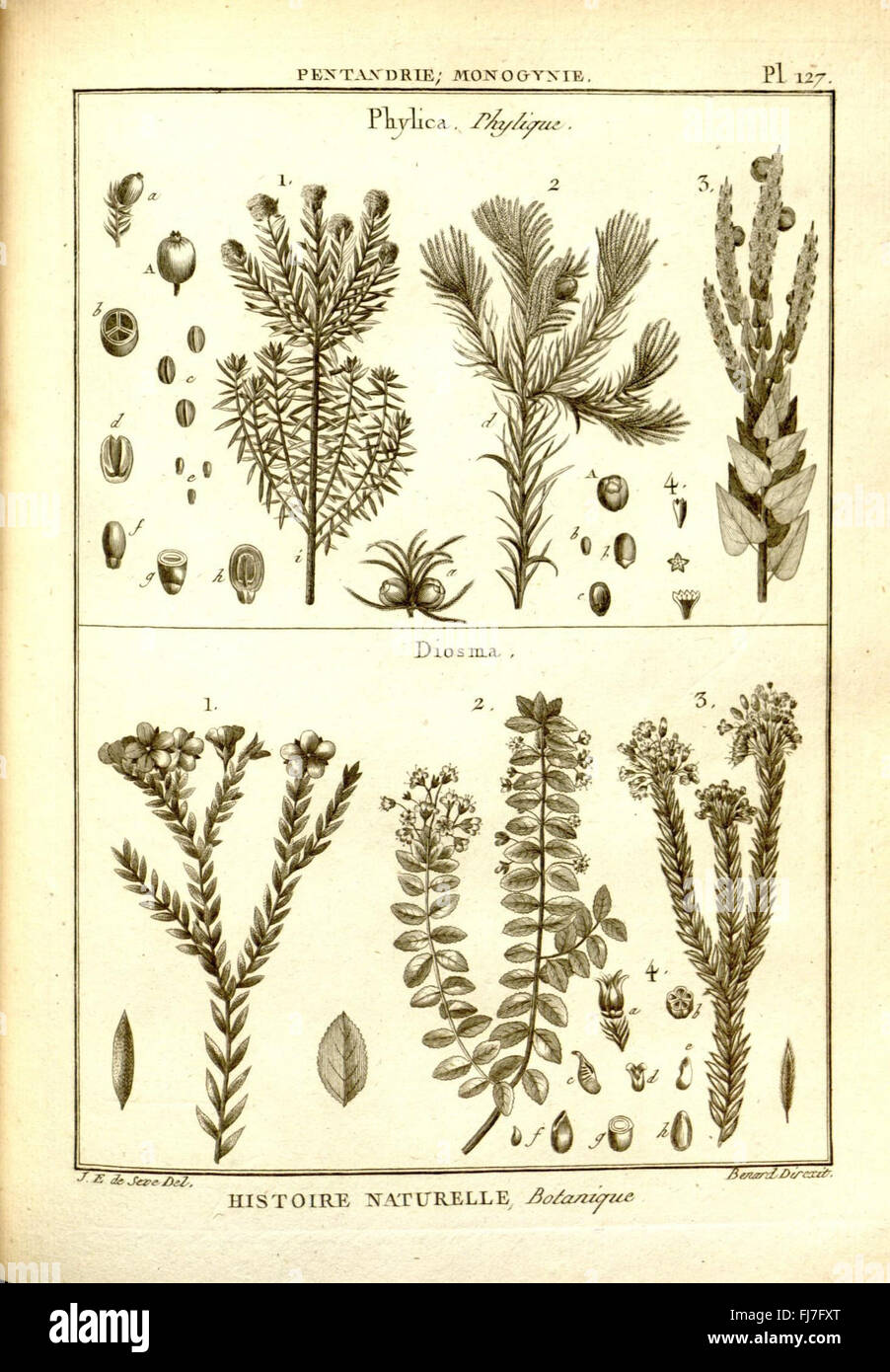 Botanical plates from the Encyclopédie, illustrating various plant ...