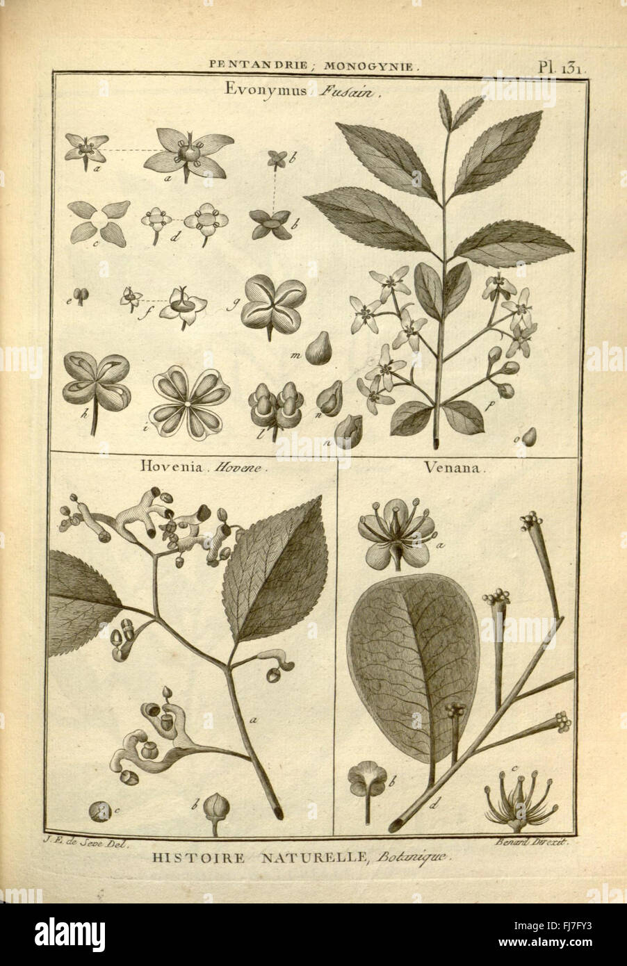 A botanical collection of illustrations from the Encyclopédie ...