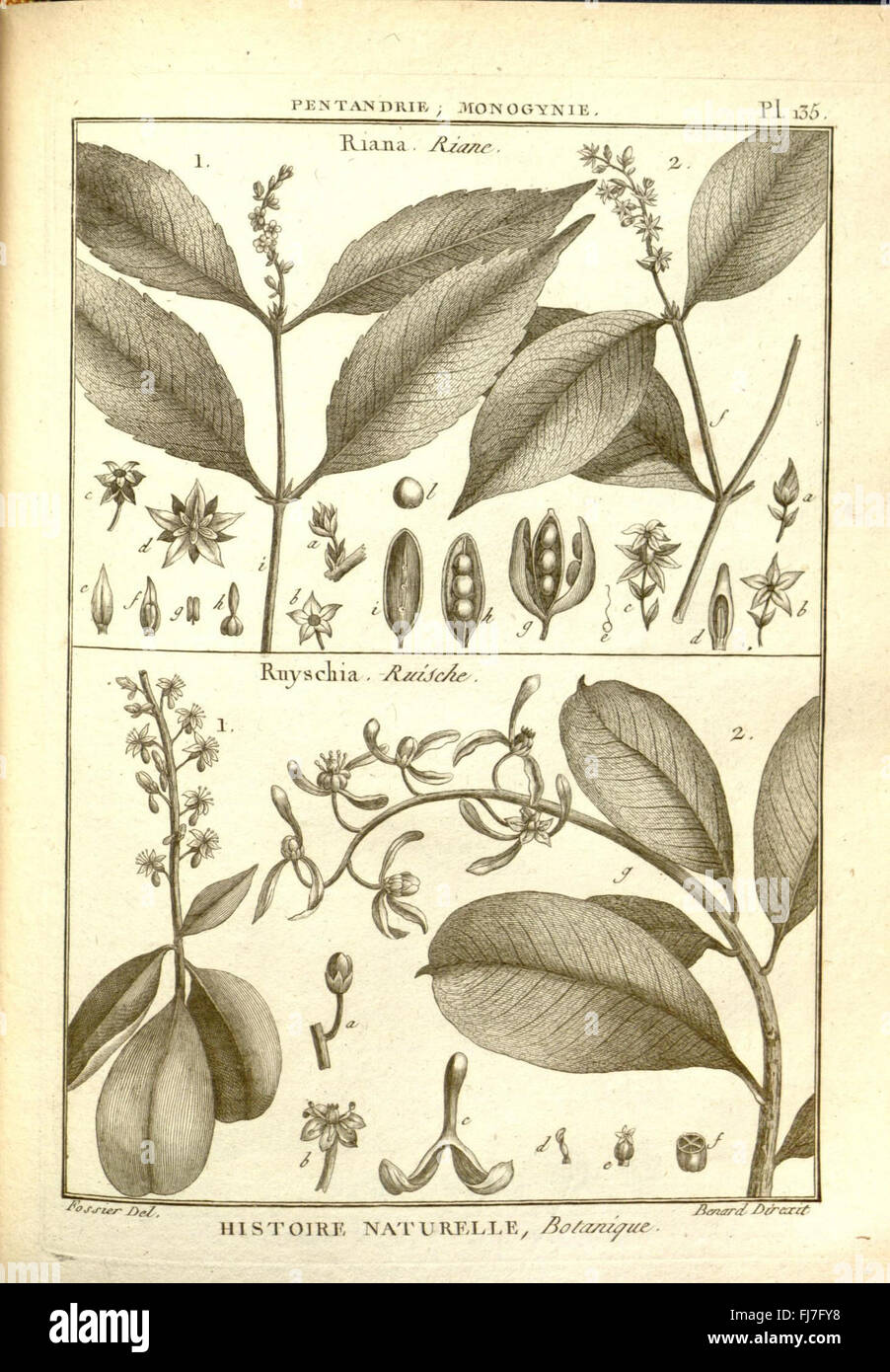 Botanical Plates from the Encyclopaedia: A Comprehensive Collection of ...