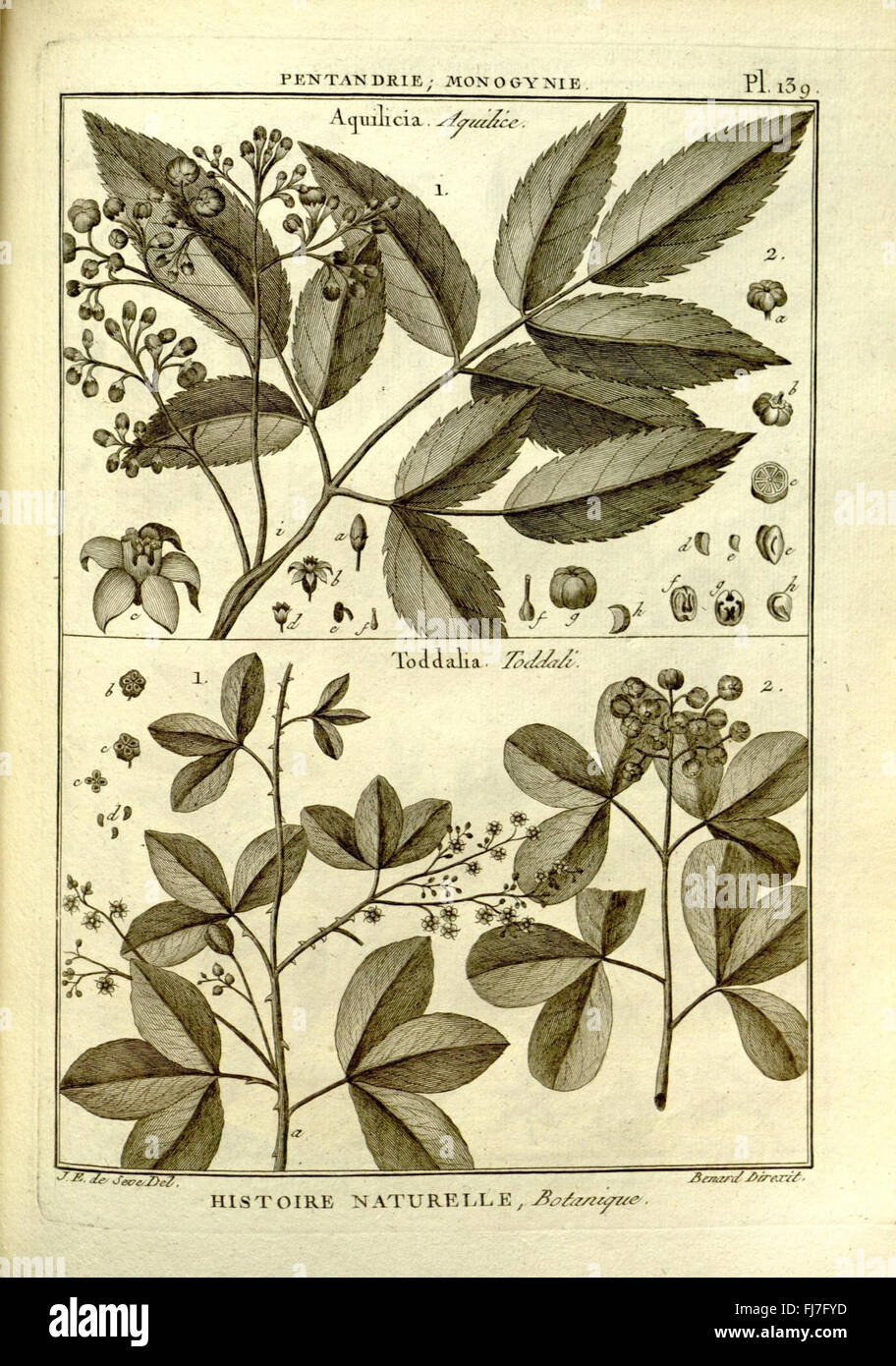 Botanical plates from the Encyclopédie, illustrating various plant ...