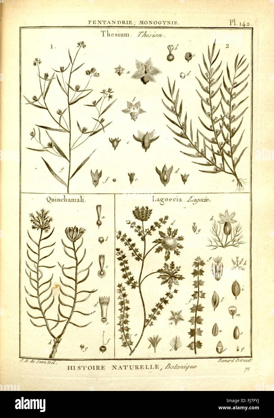 A collection of botanical plates from the encyclopedia, showcasing a ...
