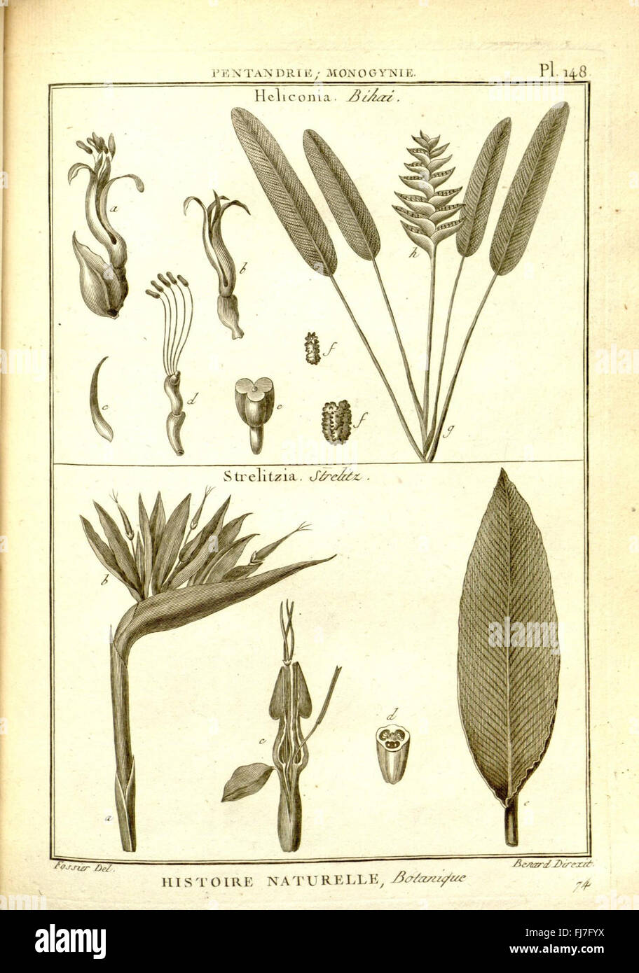 A collection of botanical illustrations from the French Encyclopedia ...