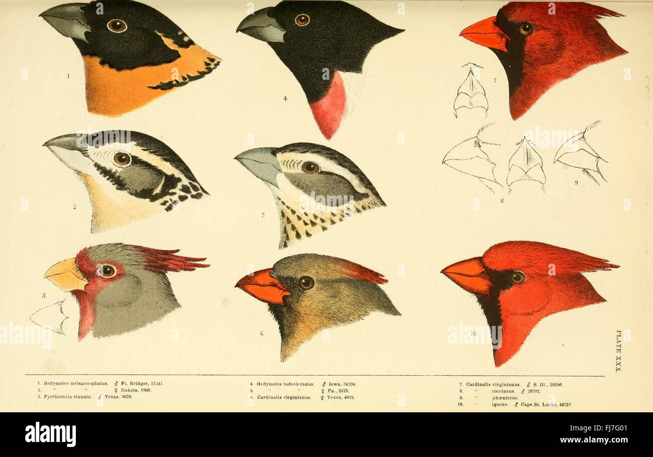 An illustrated history of North American bird species, detailing their ...