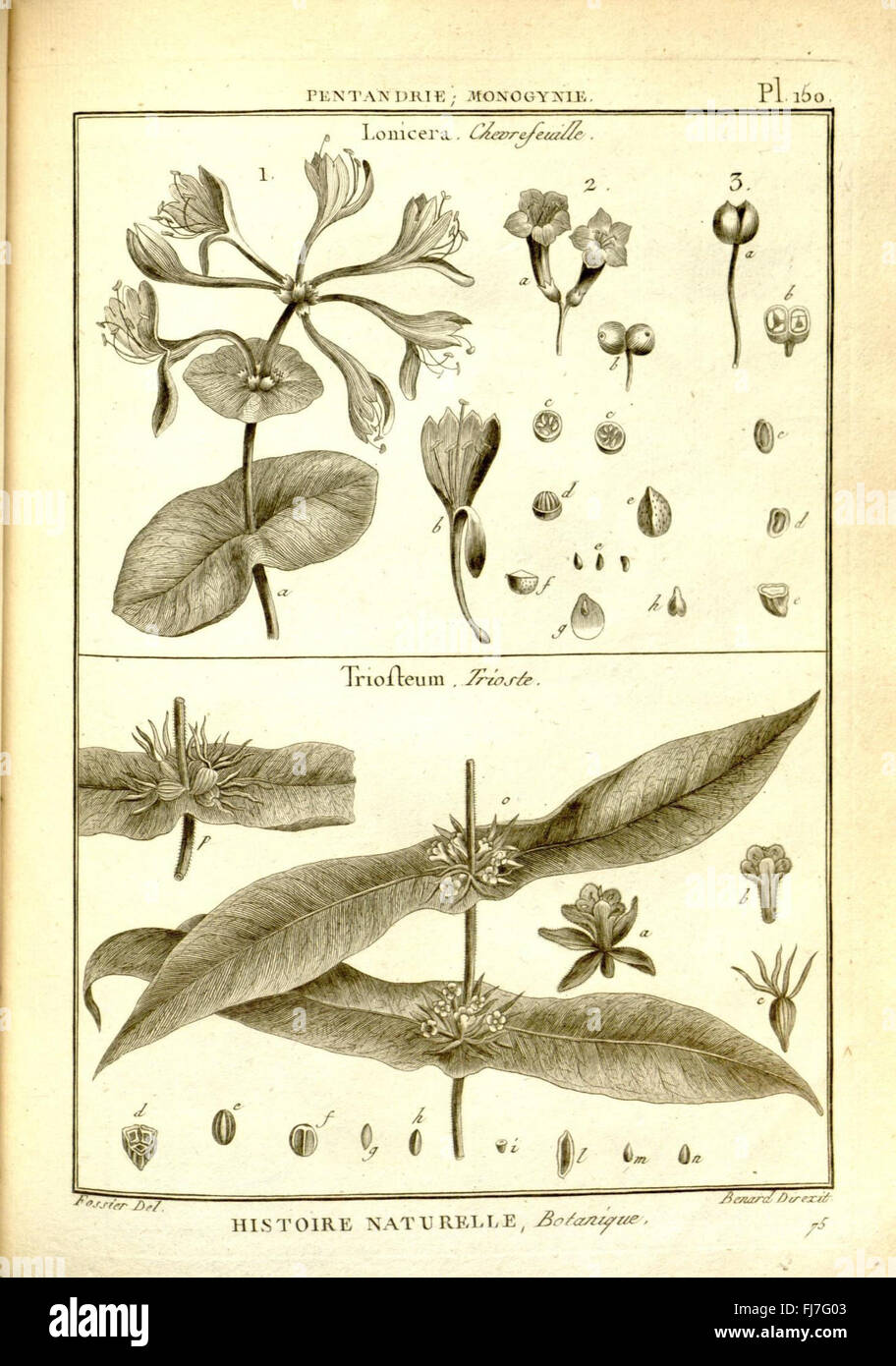 An illustration from 'Recueil de planches de botanique de l ...