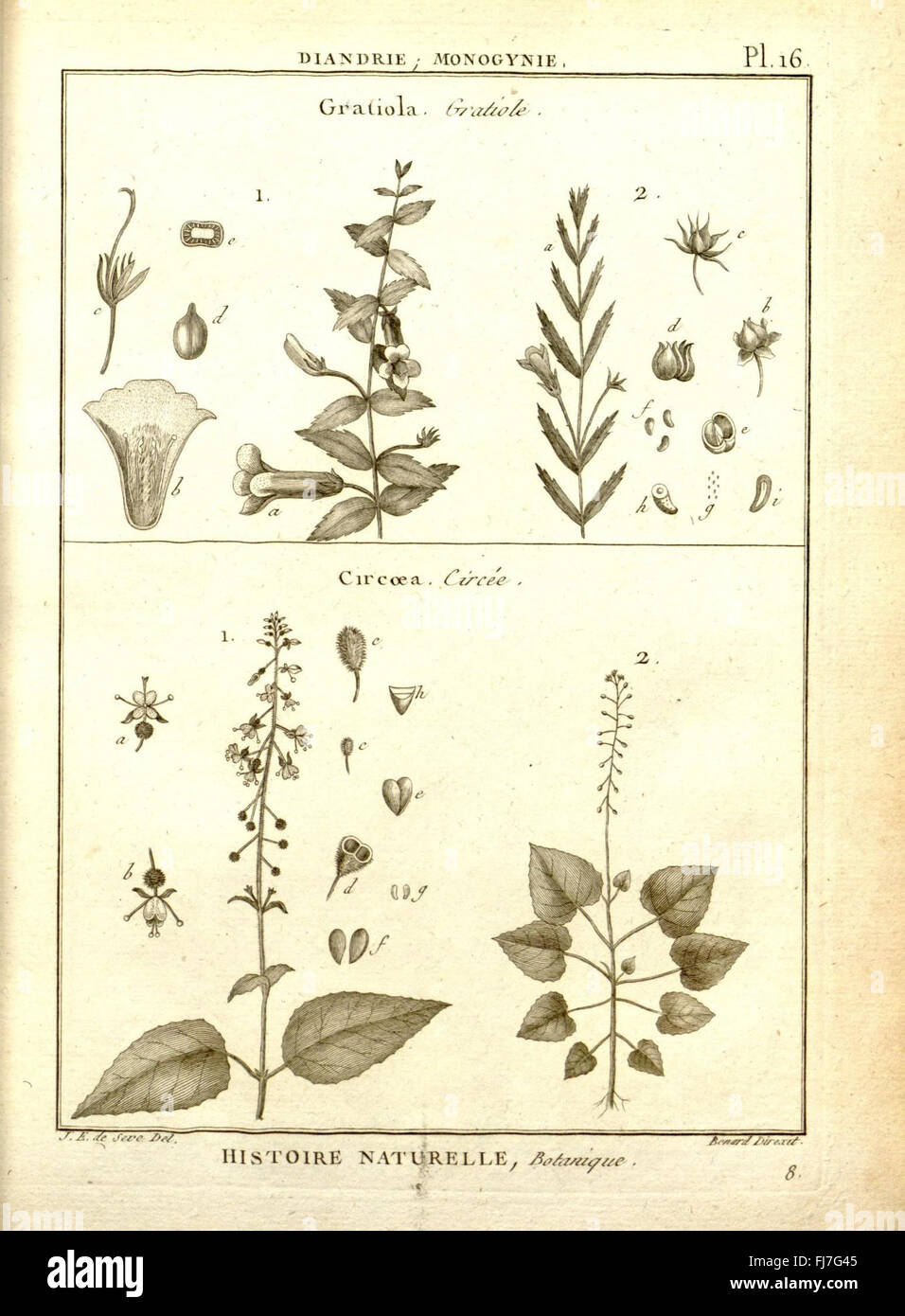 Botanical illustration from the ‘Recueil de planches de botanique de l ...