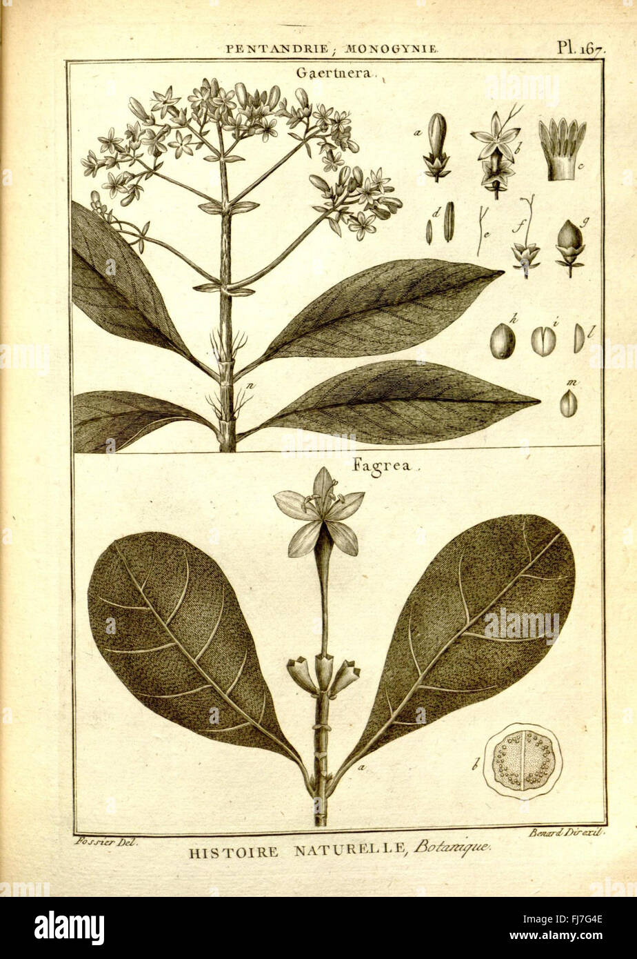 A botanical collection of illustrations from the Encyclopedia ...