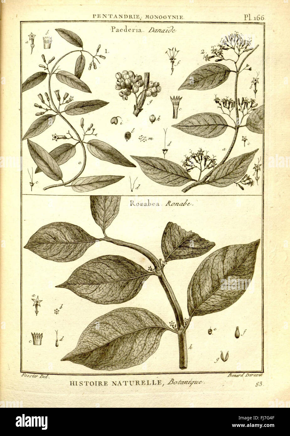 An illustrated botanical reference from the encyclopedia, focusing on ...