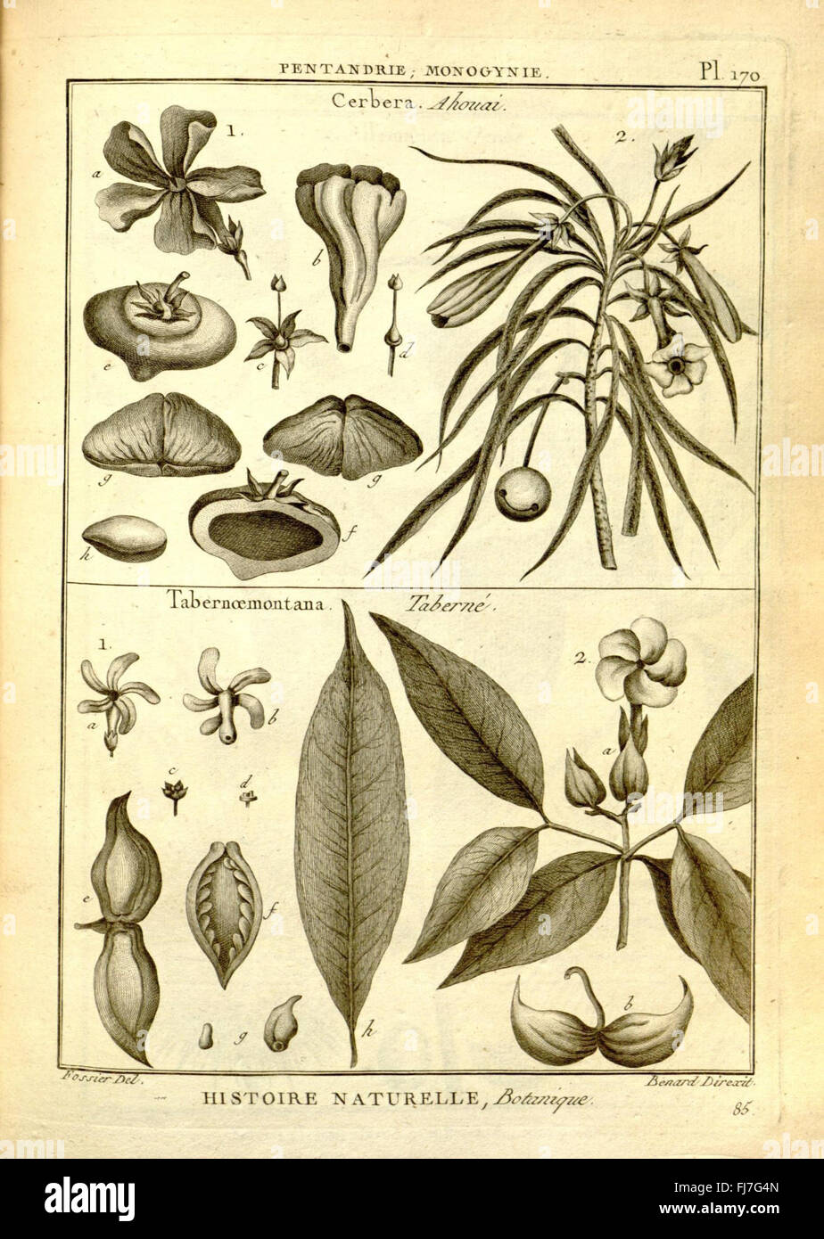 A botanical collection of illustrations from the encyclopedia Stock ...