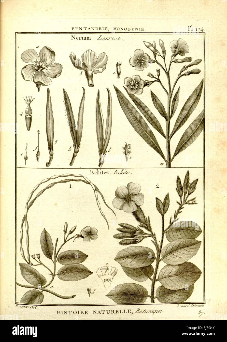 Botany, encyclopedia, plant illustrations, botanical works, plant ...