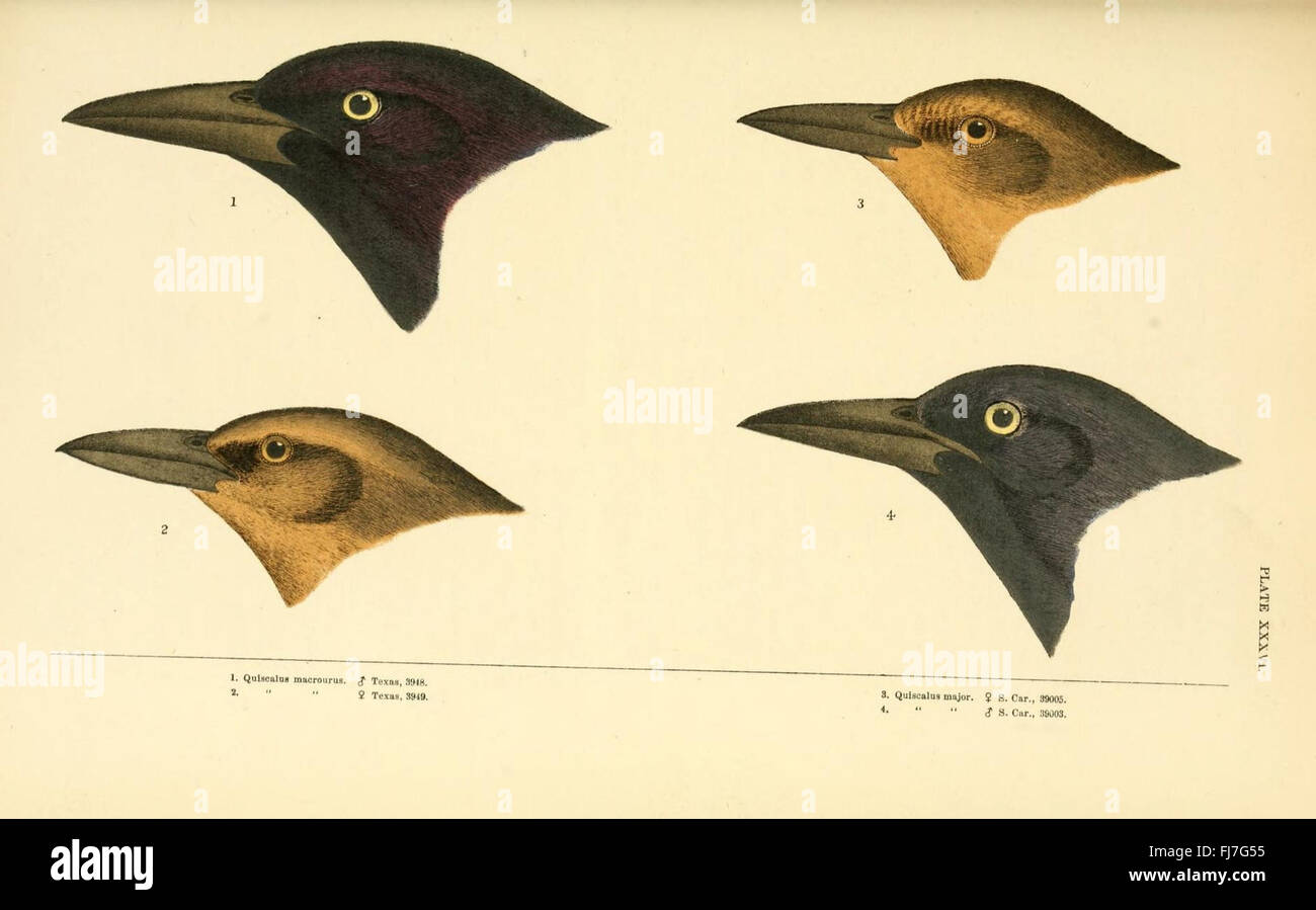 An illustrated history of North American bird species, Smithsonian ...