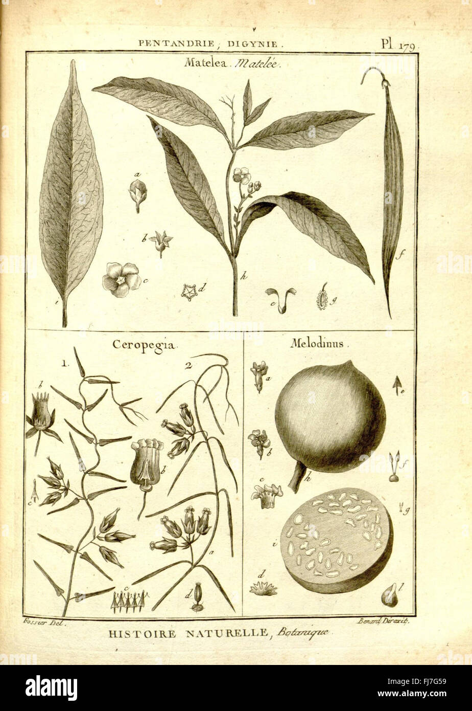 Botanical illustration from the Recueil de planches de botanique, featuring an illustrated plate ...