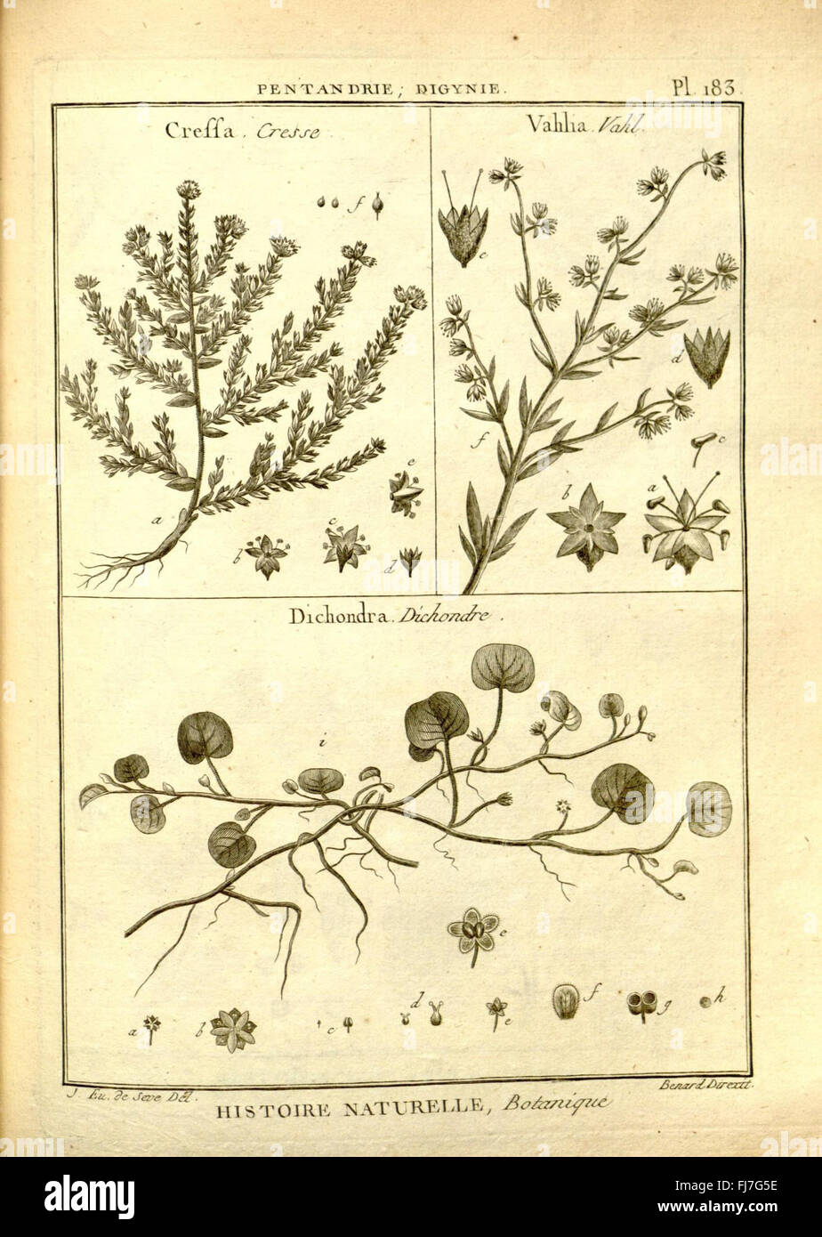 Botanical plates from the encyclopedia, detailing plant species and ...