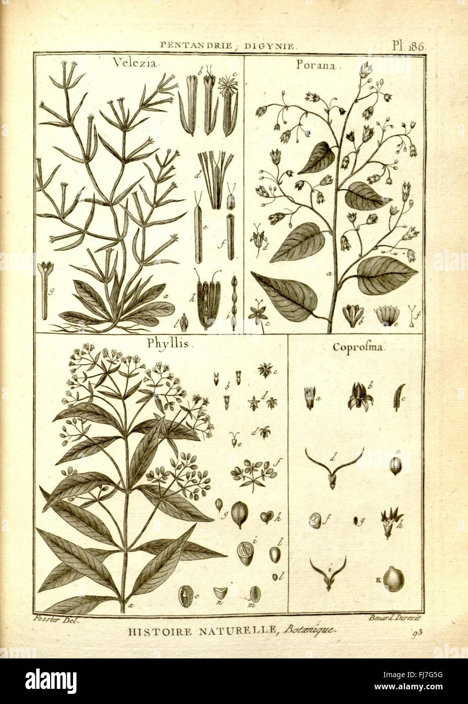 An illustrated collection of botanical plates from the Encyclopédie ...