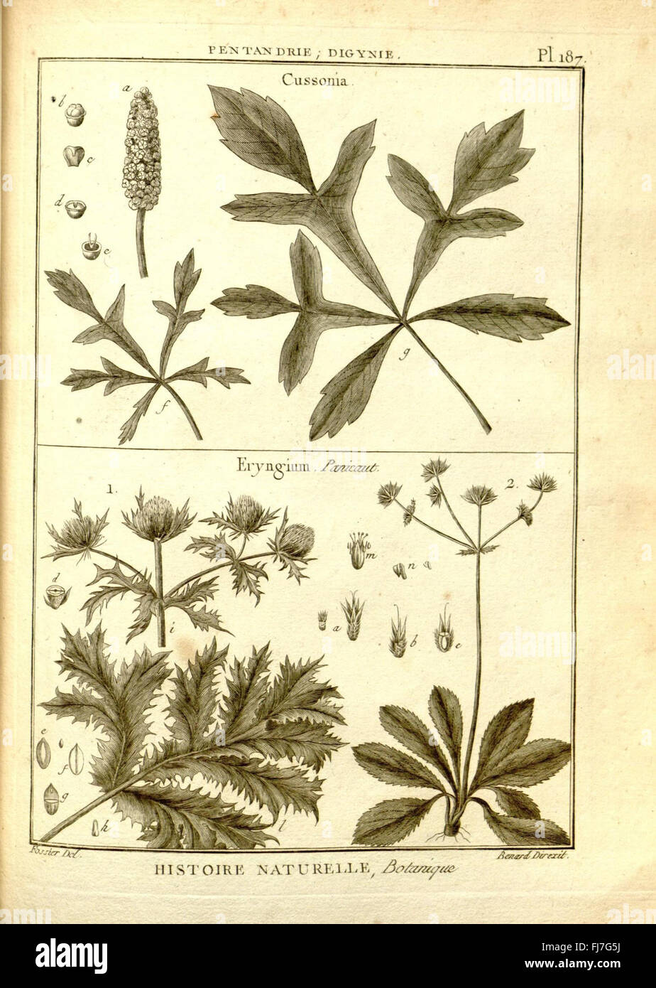A botanical illustration from 'Recueil de Planches de Botanique de l ...