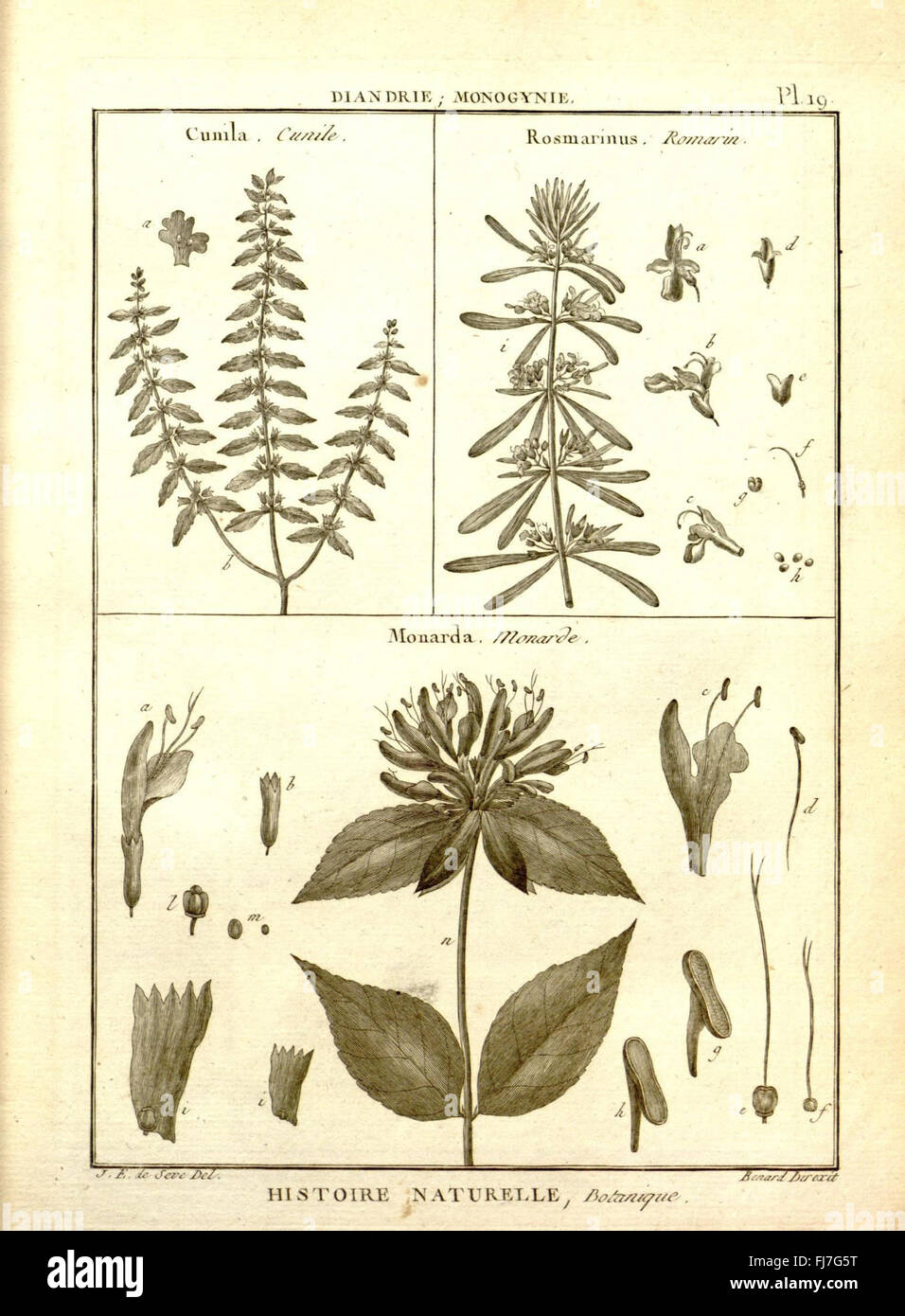A botanical illustration from the 'Encyclopédie,' showcasing a diverse ...