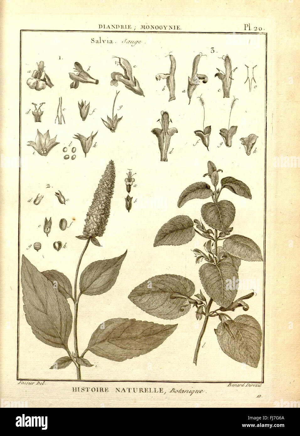 A collection of botanical plates from the French Encyclopaedia ...