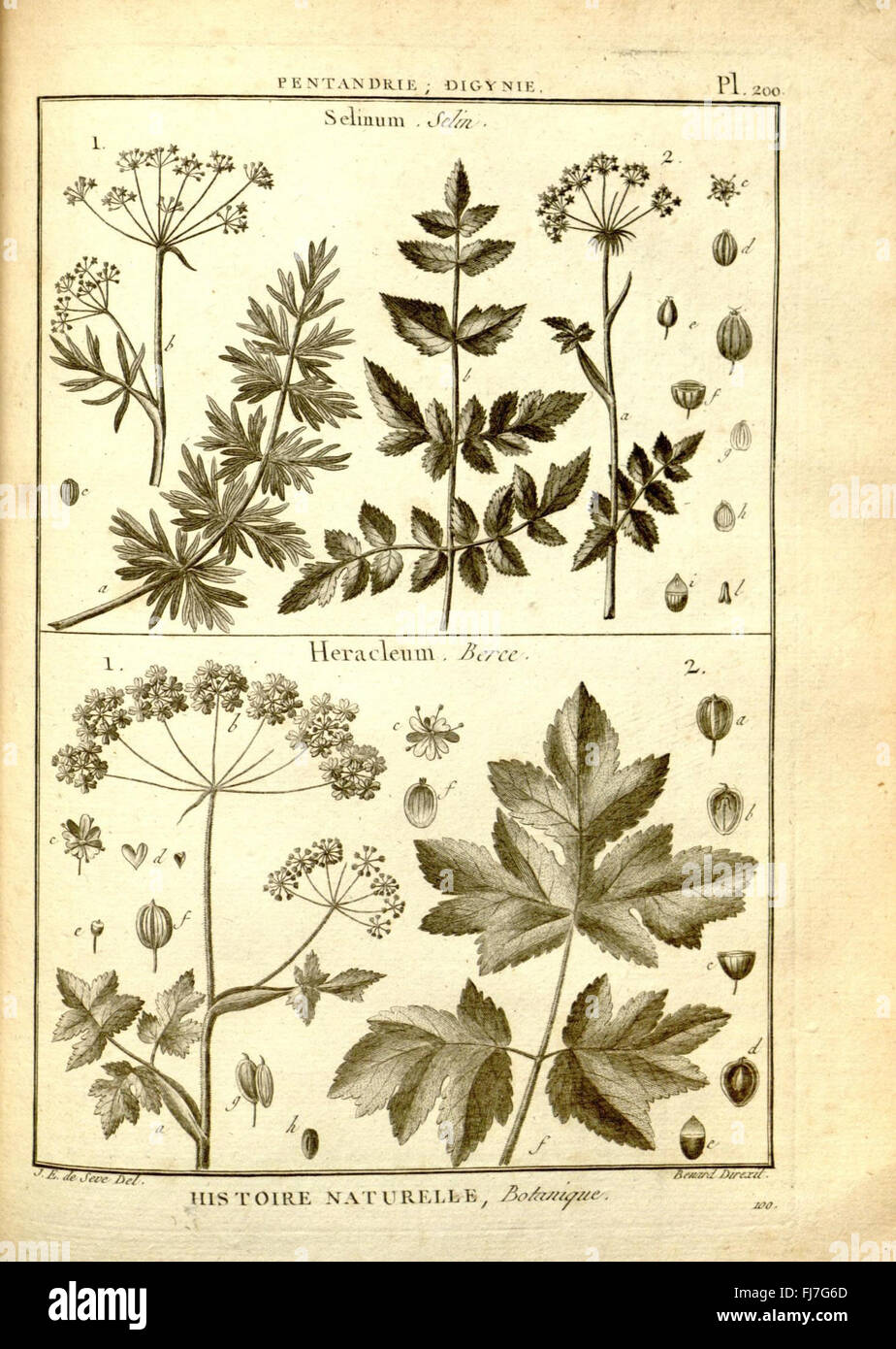 An illustrated botanical work featuring various plant species, with ...