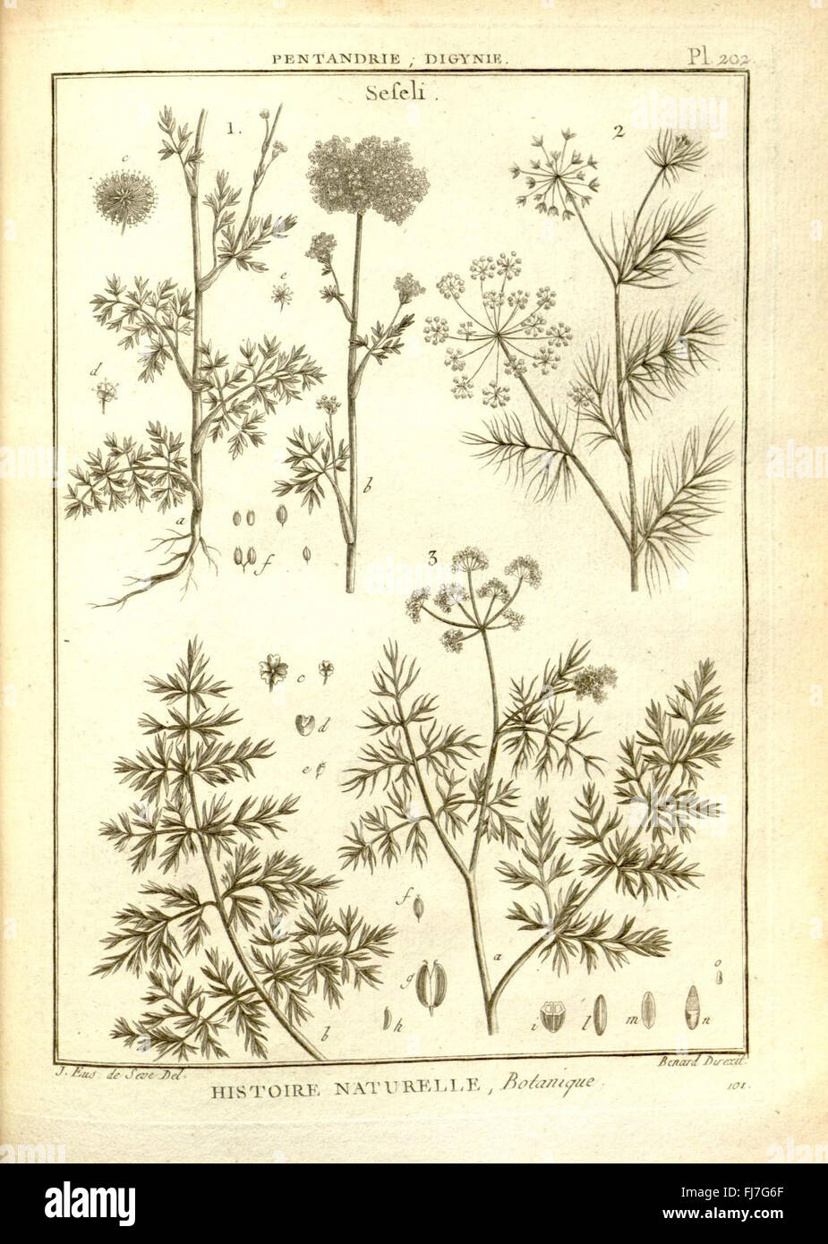 A botanical collection of illustrations from the French Encyclopédie ...