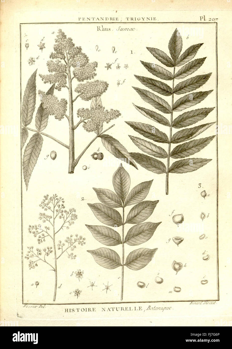 An illustration from 'Recueil de Planches de Botanique,' a ...