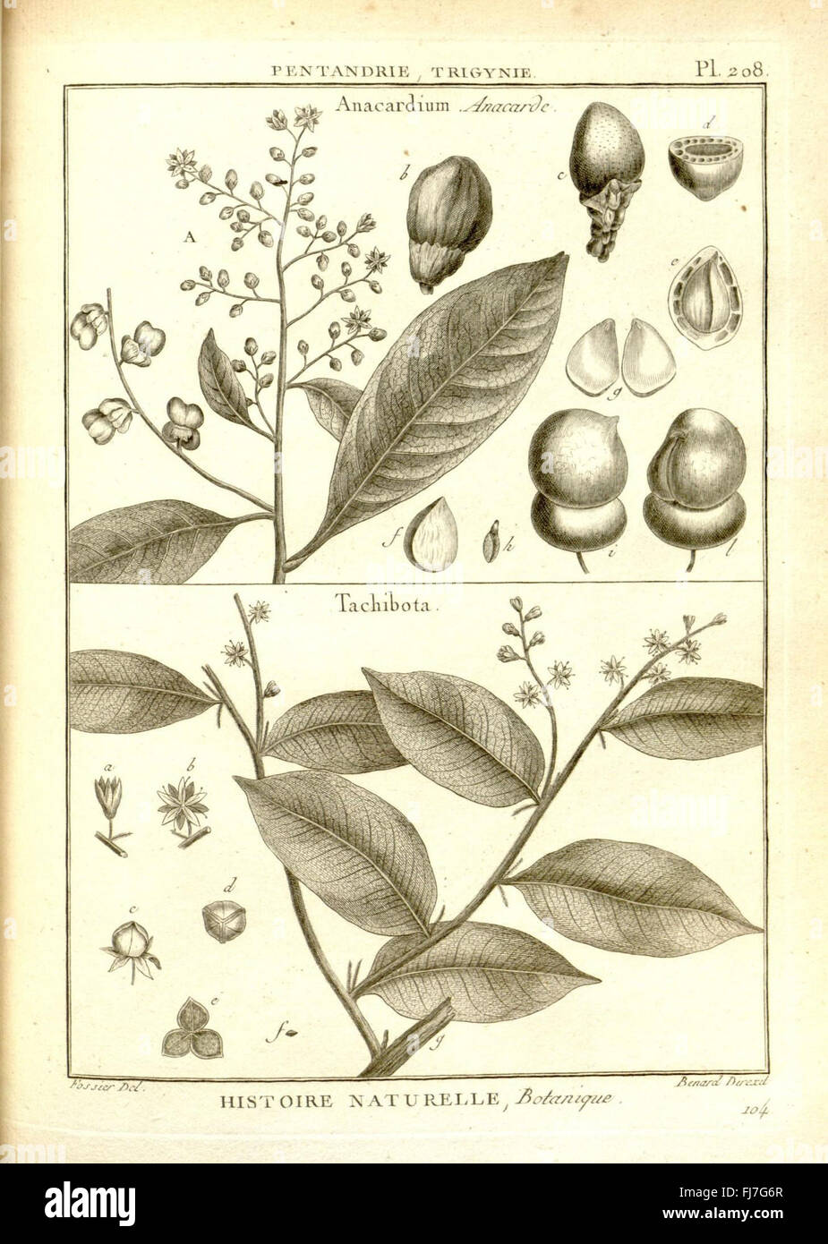 Botanical plates from the encyclopedia, focusing on various plant ...