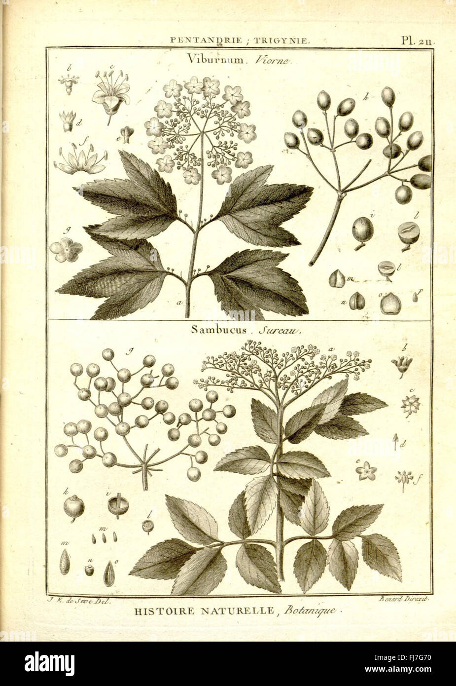 An illustrated botanical reference from the Encyclopédie, showcasing ...