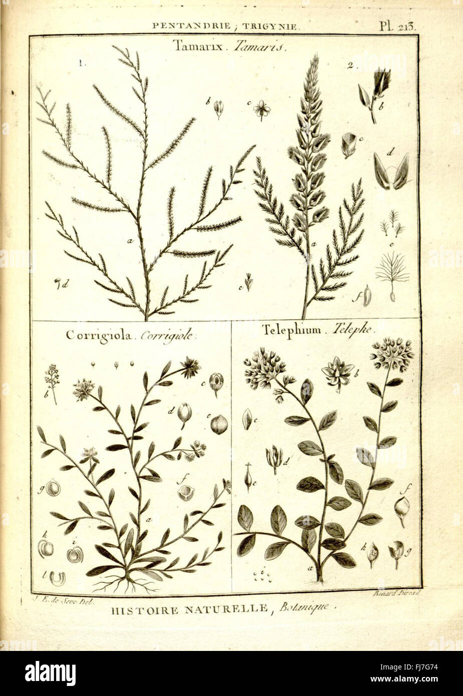 Botanical Plates from the Encyclopedia, Plate 213, Missouri Botanical ...