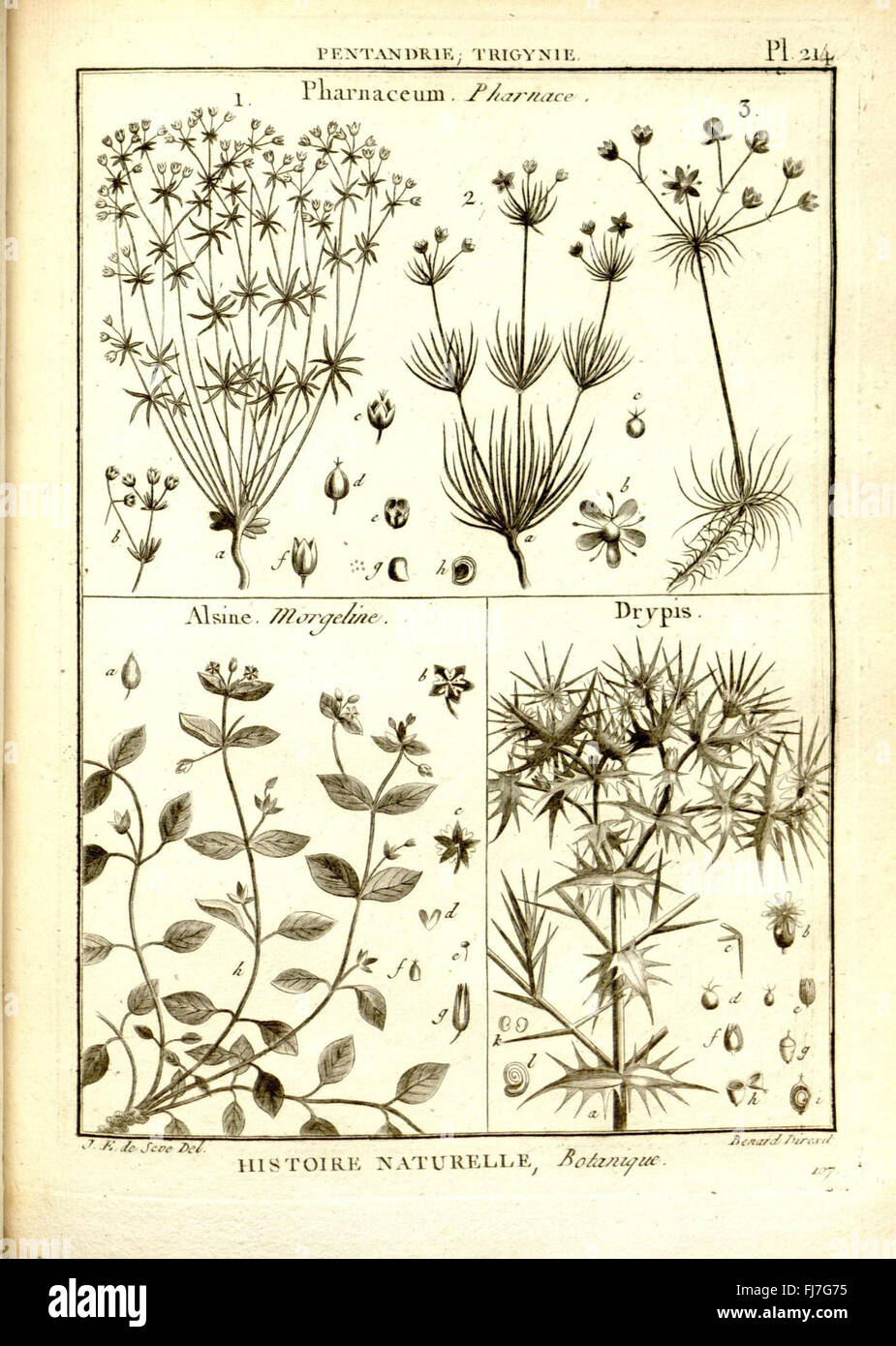 Collection of botanical plates from the encyclopedia (Pl. 214 Stock ...