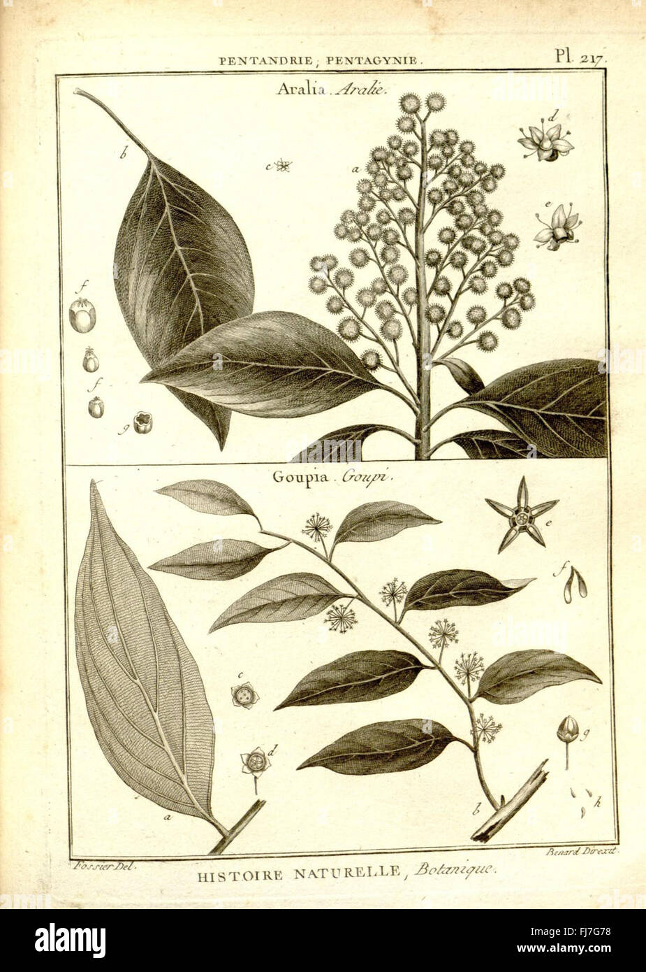 An illustrated collection of botanical plates from the 'Encyclopédie ...