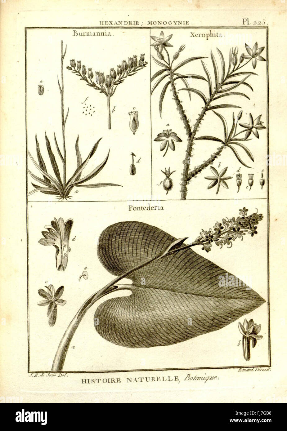A collection of botanical illustrations from the Encyclopedia ...