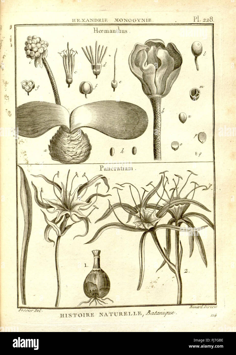 A botanical plate from the 'Recueil de planches de botanique ...