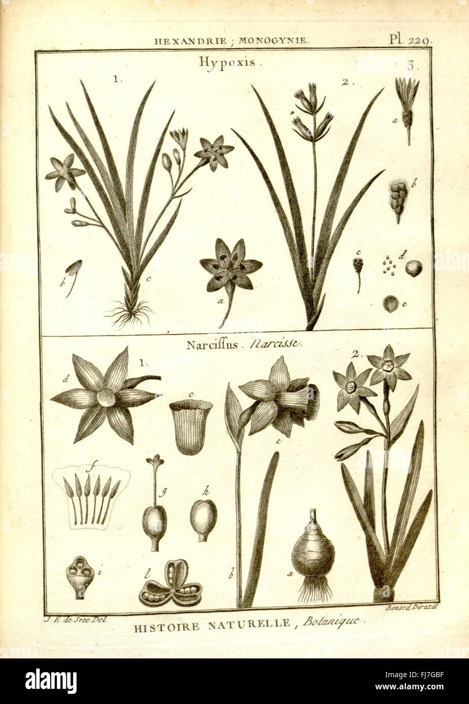 An illustration from the 'Recueil de Planches de Botanique ...