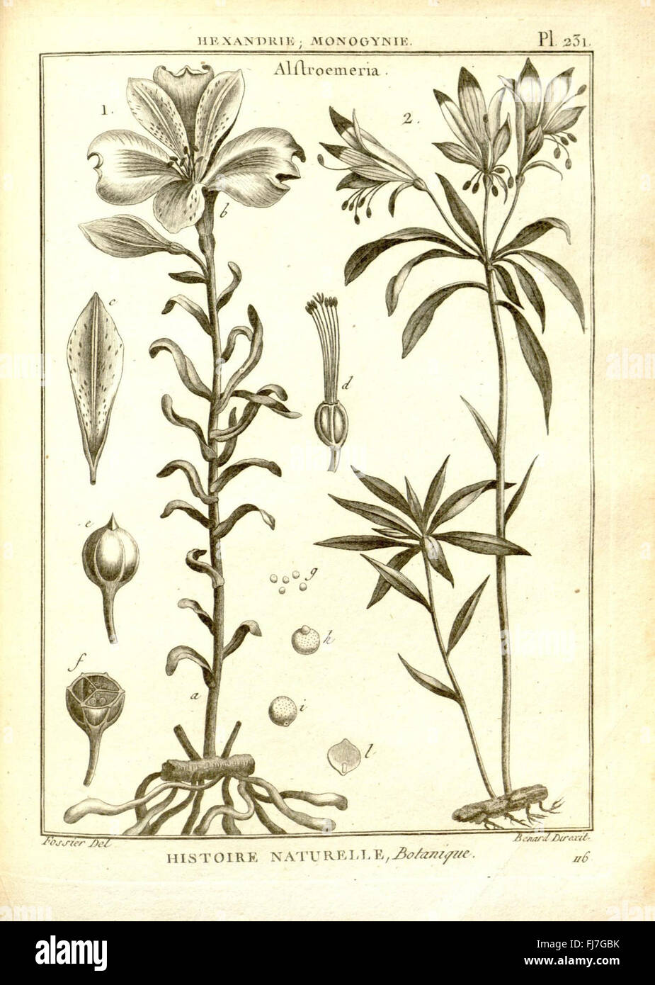 A botanical plate collection from the encyclopedia, offering detailed ...