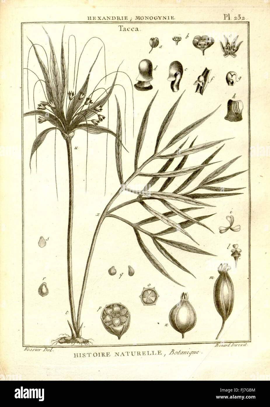 A botanical illustration from the 'Recueil de planches de botanique de ...