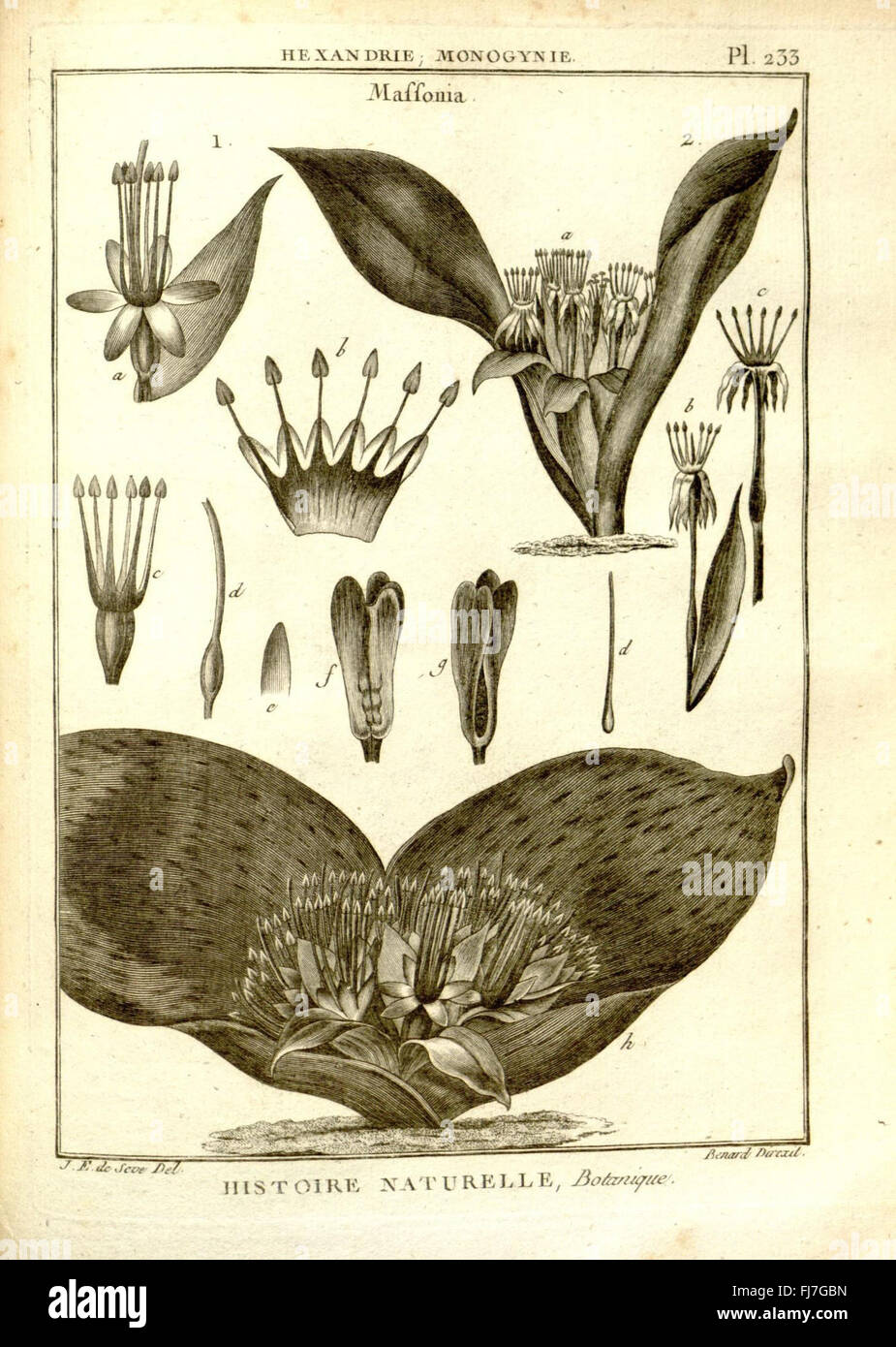A collection of botanical plates from the Encyclopedia, offering ...
