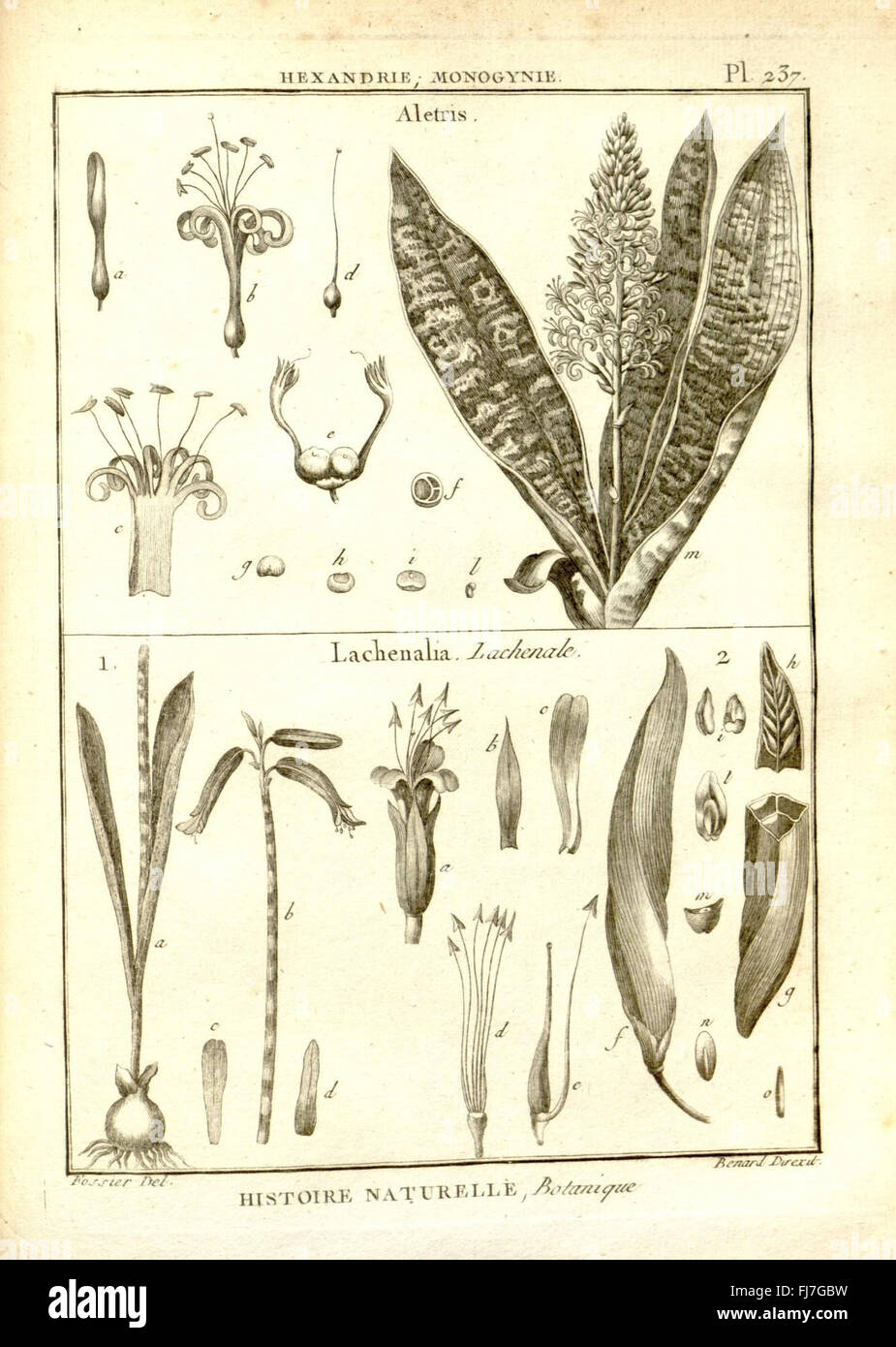 A botanical reference plate from the Encyclopédie, offering detailed ...