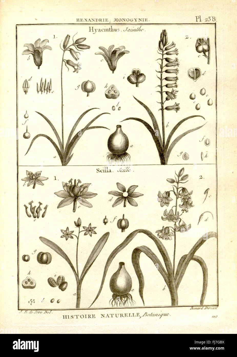 Botanical Plates, Encyclopedia of Botany, Botanical Research, Plant ...