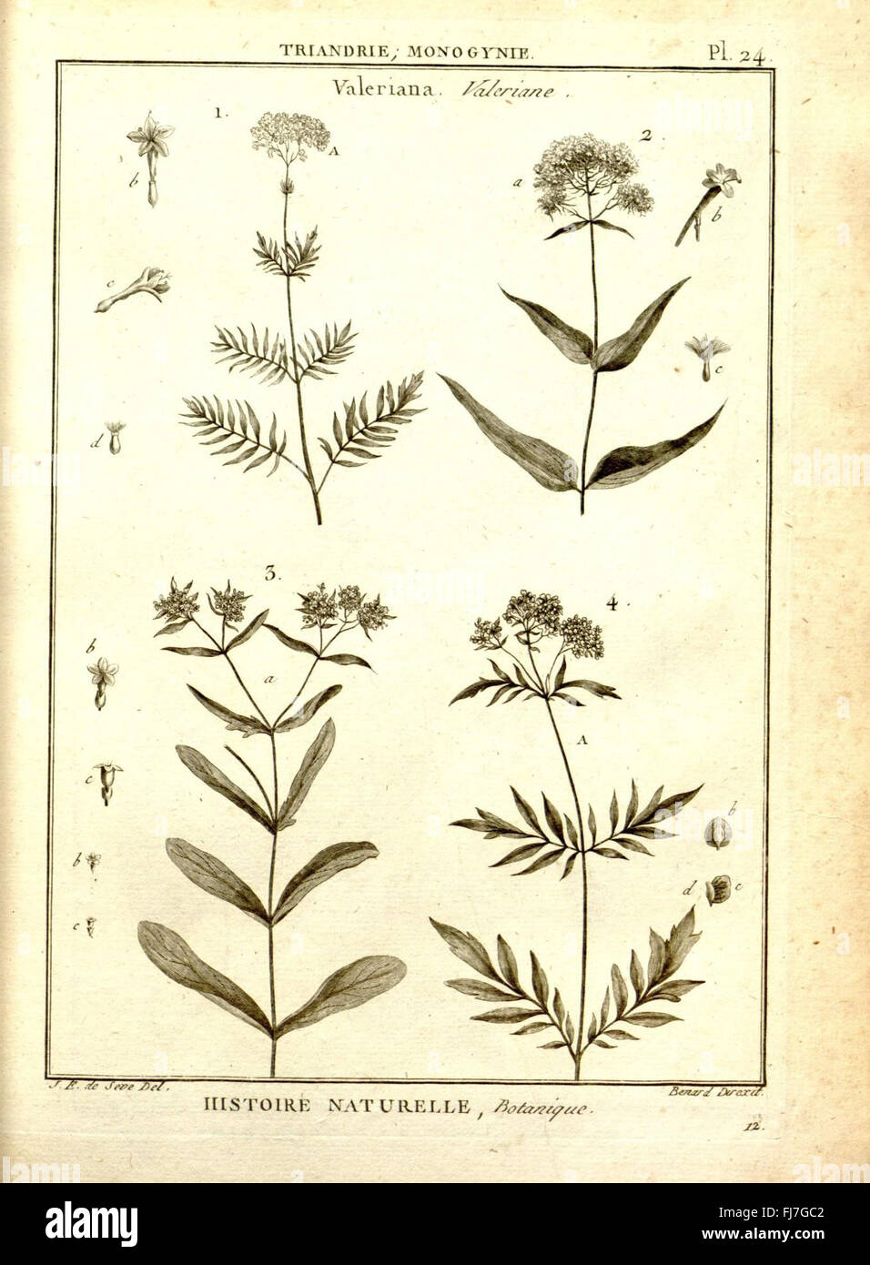 A botanical illustration from 'Recueil de planches de botanique de l ...