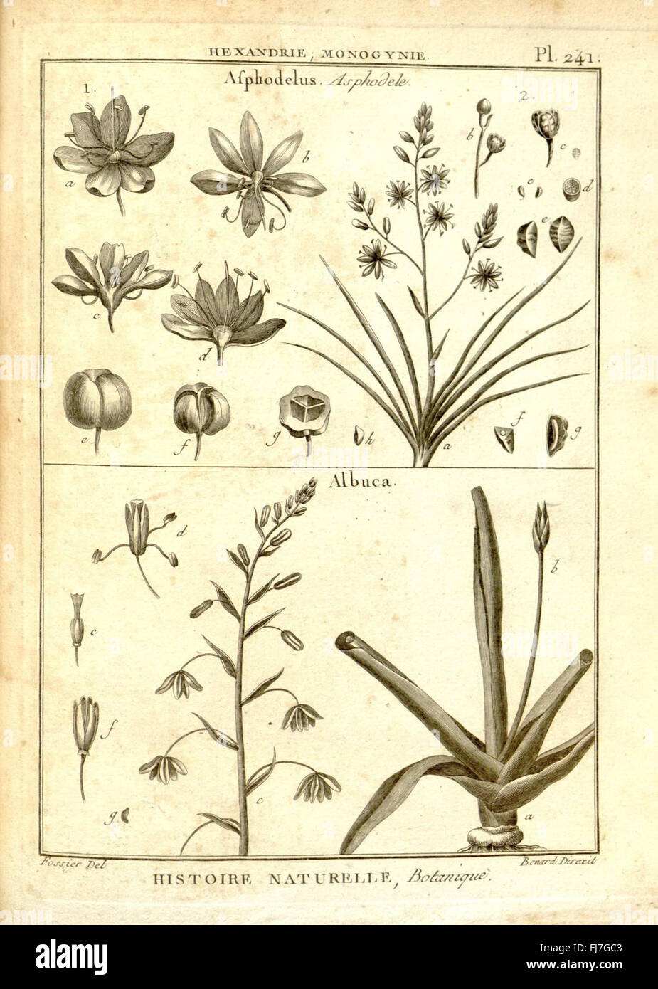 Detailed botanical plates hi-res stock photography and images - Alamy