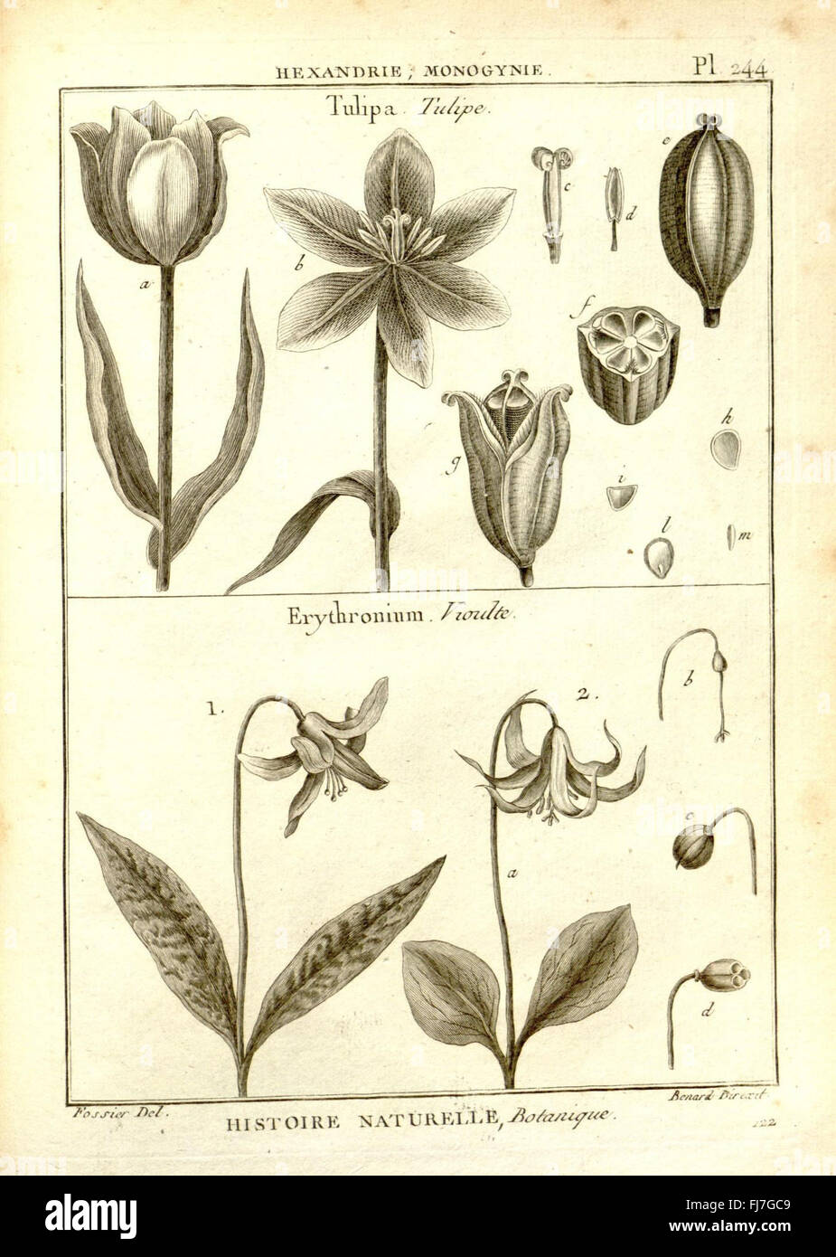 A botanical collection from the Encyclopédie, illustrating and ...