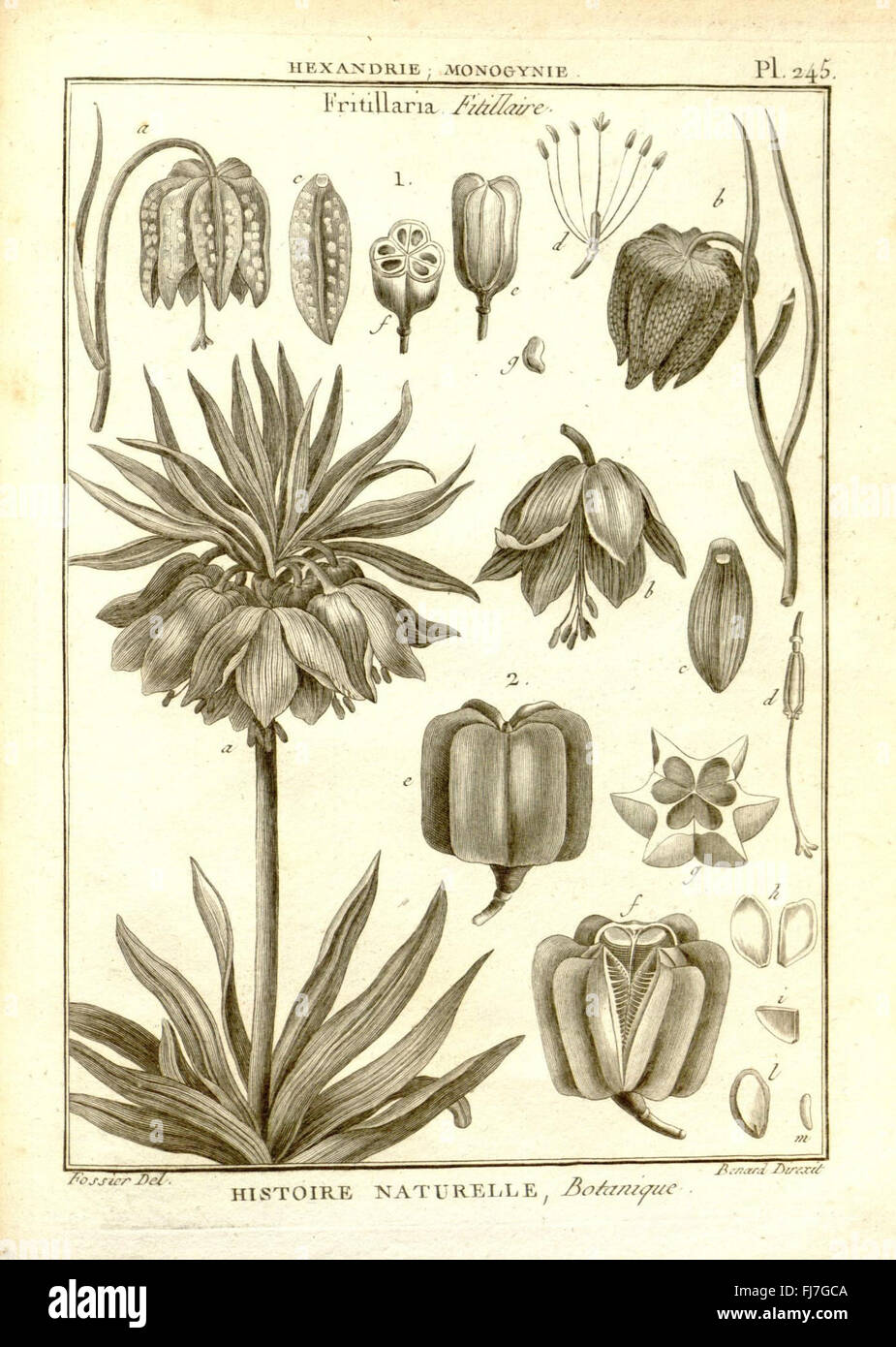 A collection of botanical plates from the Encyclopedia, illustrating ...