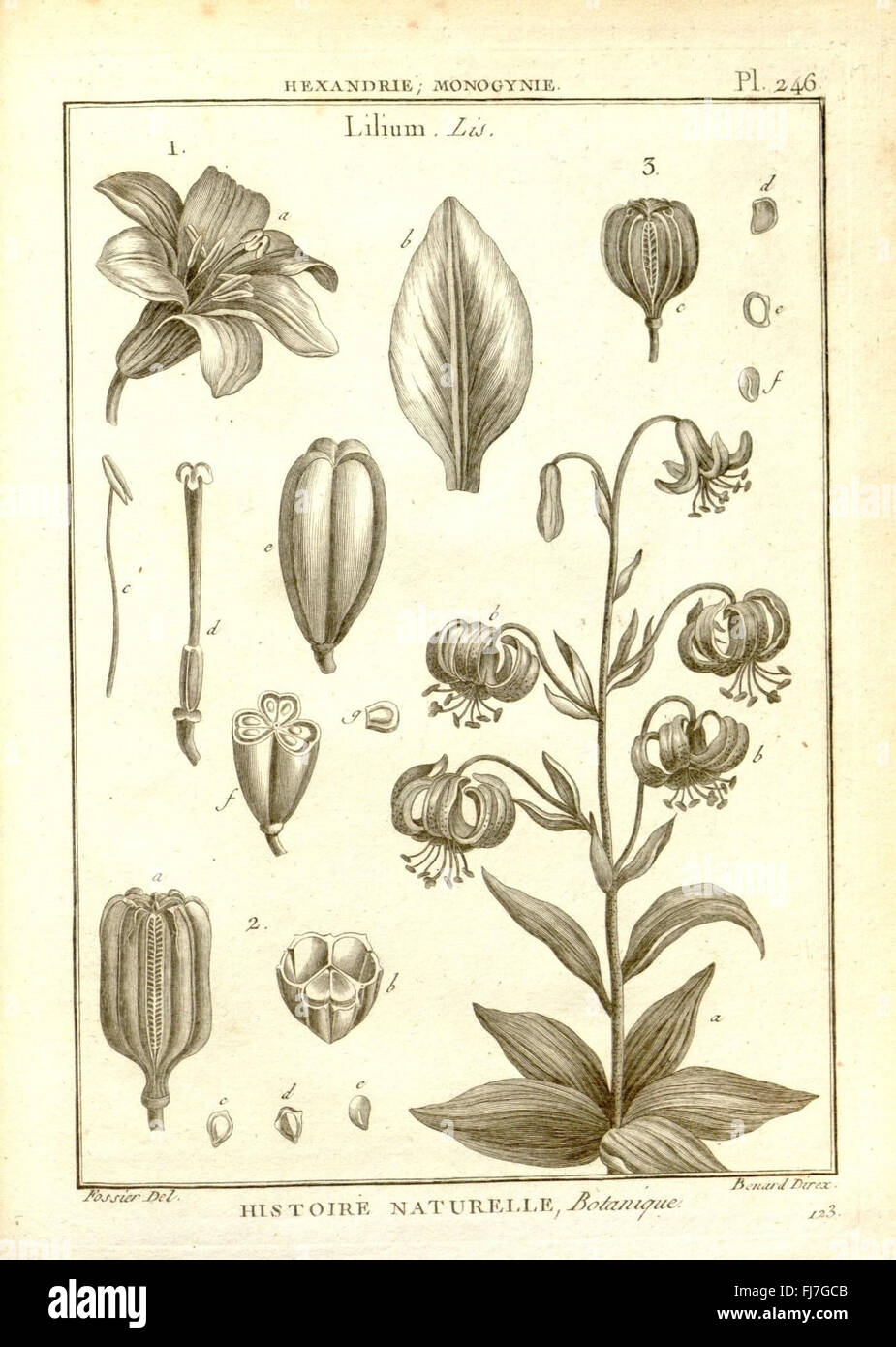 Collection of botanical plates from the encyclopedia, illustrating ...